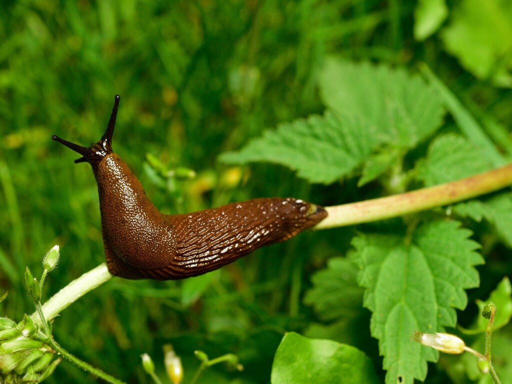 5 sustainable tips for organic slug control