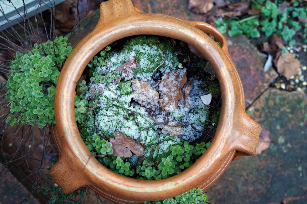 How to protect your plants in winter - Pugh's Garden Centres