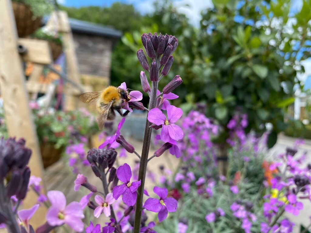 Plants to encourage and support bee populations in your garden - Pugh's ...