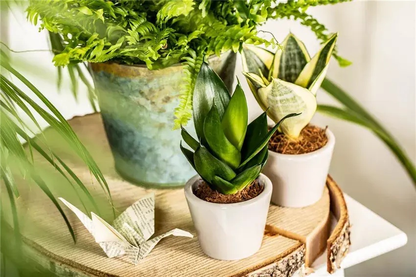 Room design with indoor plants for a green jungle - Pugh's Garden Centres