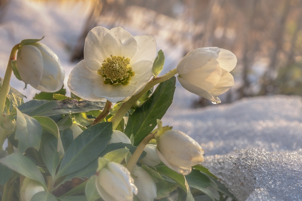 The delights of gardening in winter - Pugh's Garden Centres
