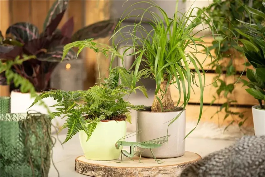 The variety of indoor plants is endless and beautiful - Pugh's Garden ...