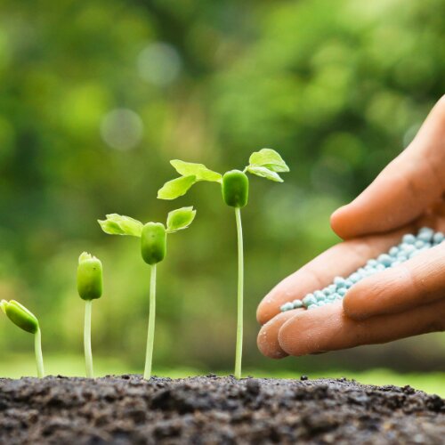 Using the right plant growth boosters to help prevent pest and disease ...